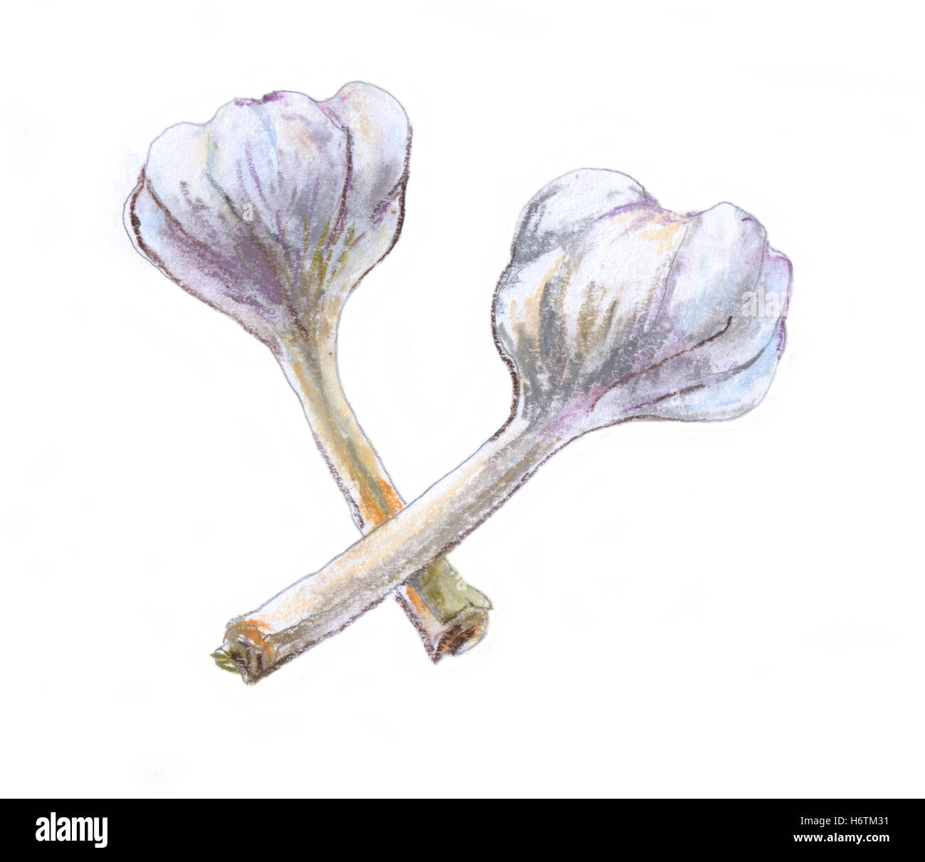 Garlic. Pastel drawing on white background Stock Photo - Alamy