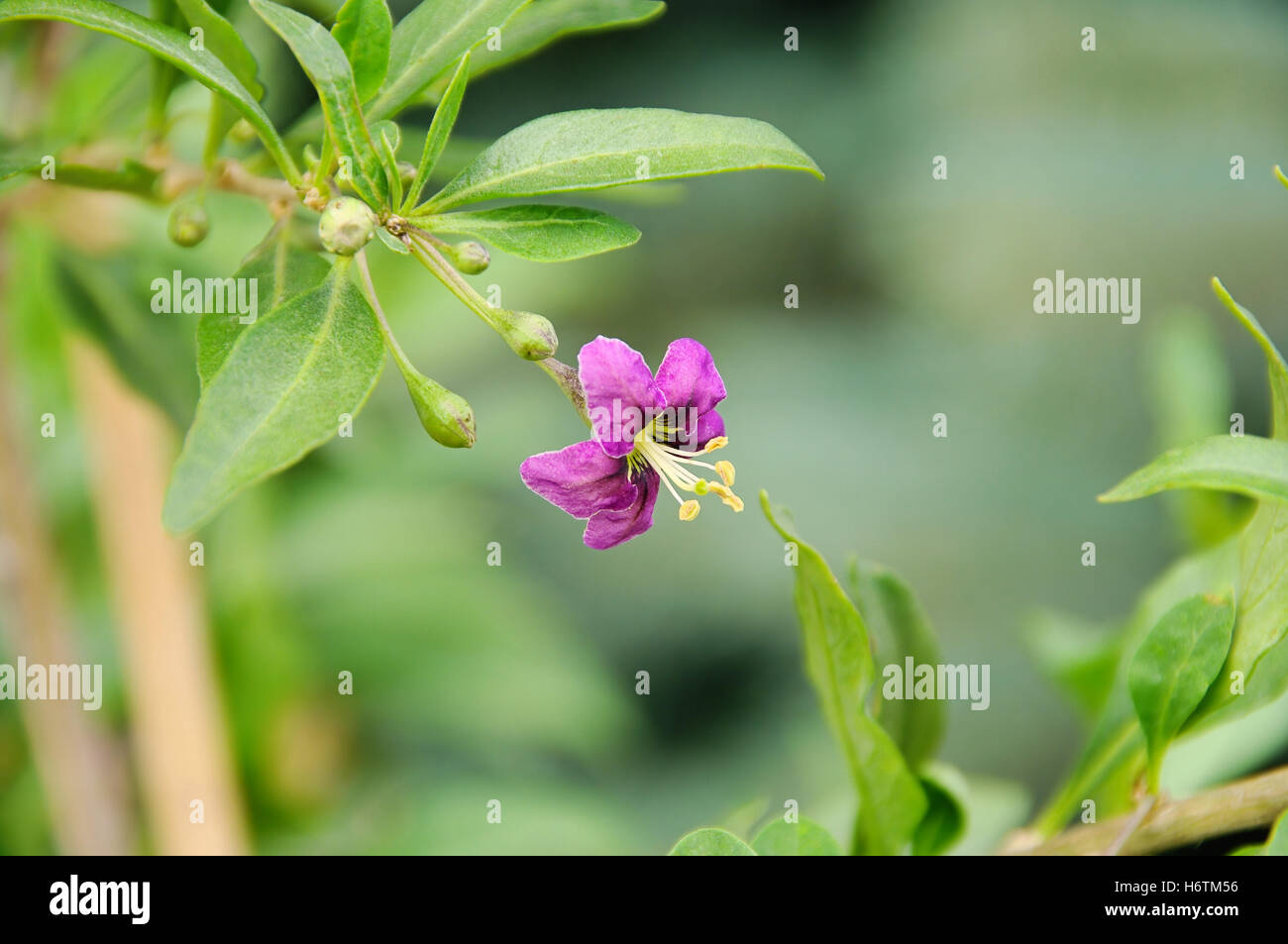 Goji berry plant hi-res stock photography and images - Alamy