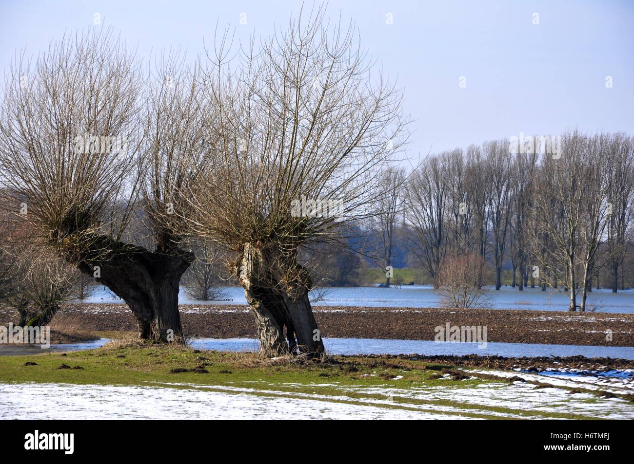 Kopfweiden High Resolution Stock Photography and Images - Alamy