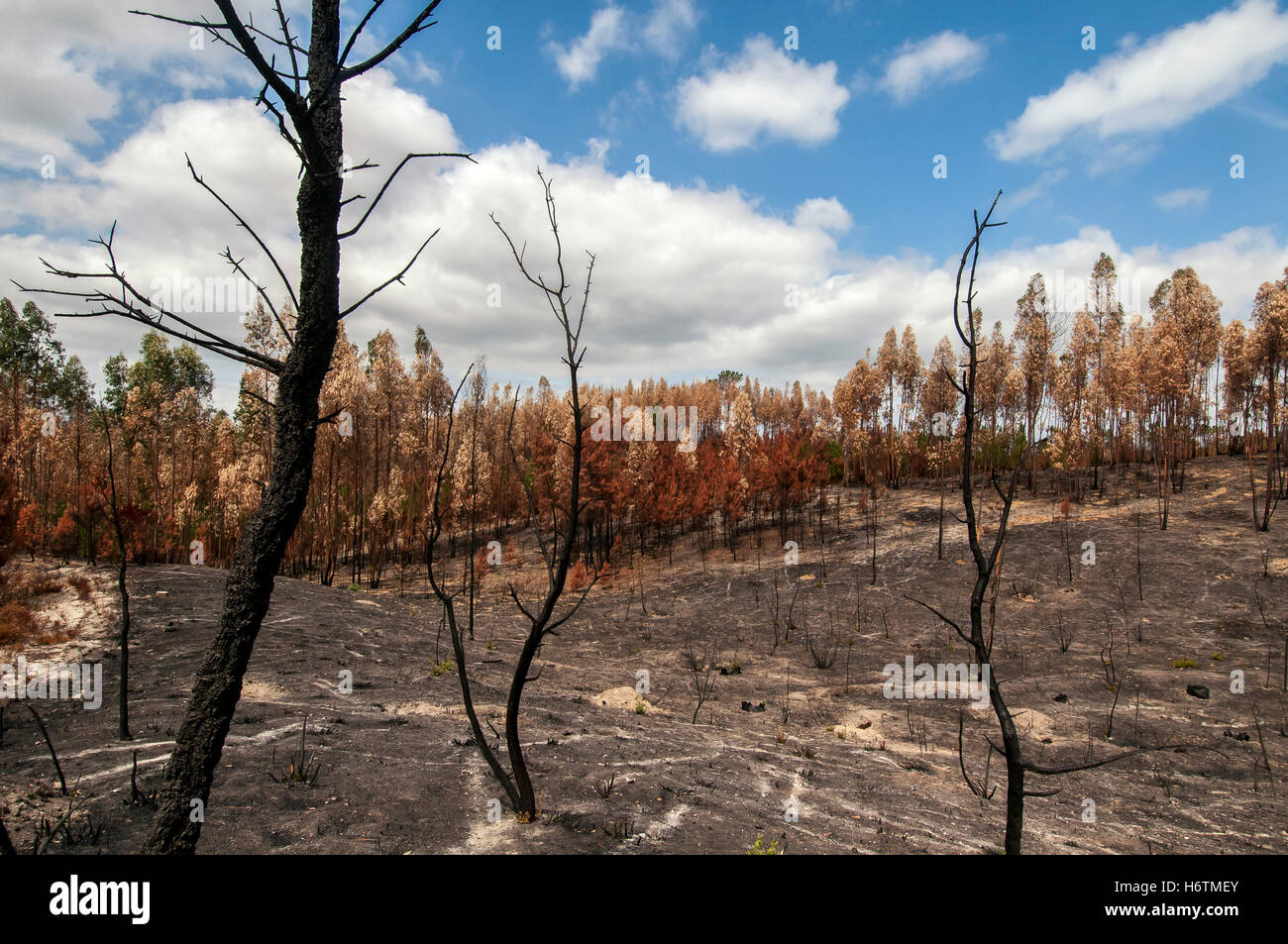 Destruction of natural environment hi-res stock photography and images ...