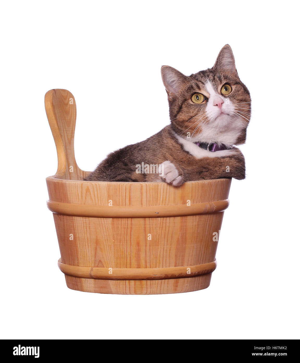 Animals inside home Cut Out Stock Images & Pictures - Alamy