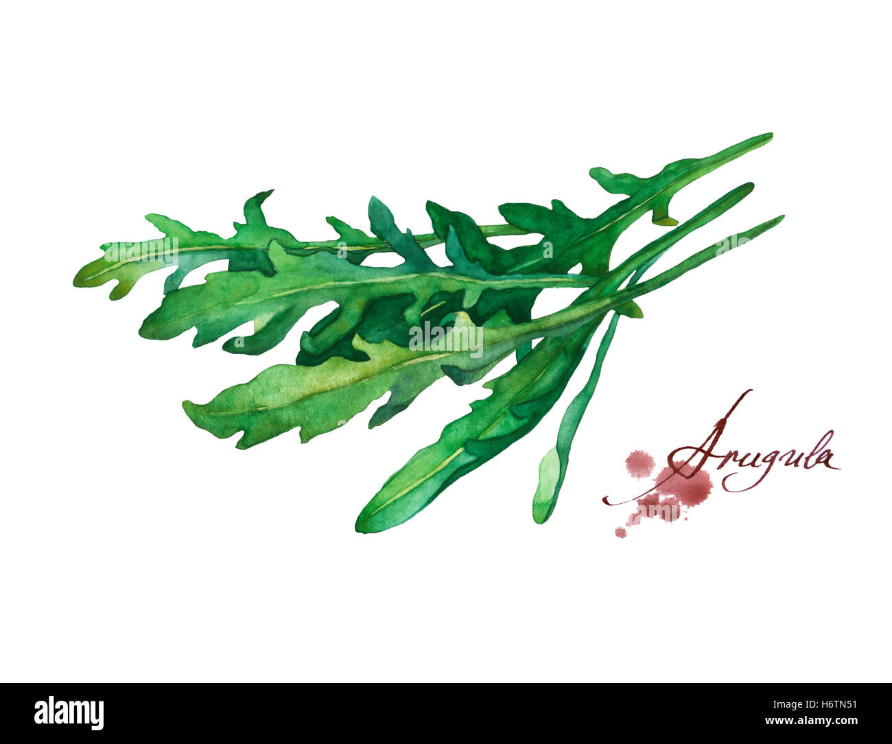 Arugula fresh leaf. Hand drawn watercolor painting on white background ...