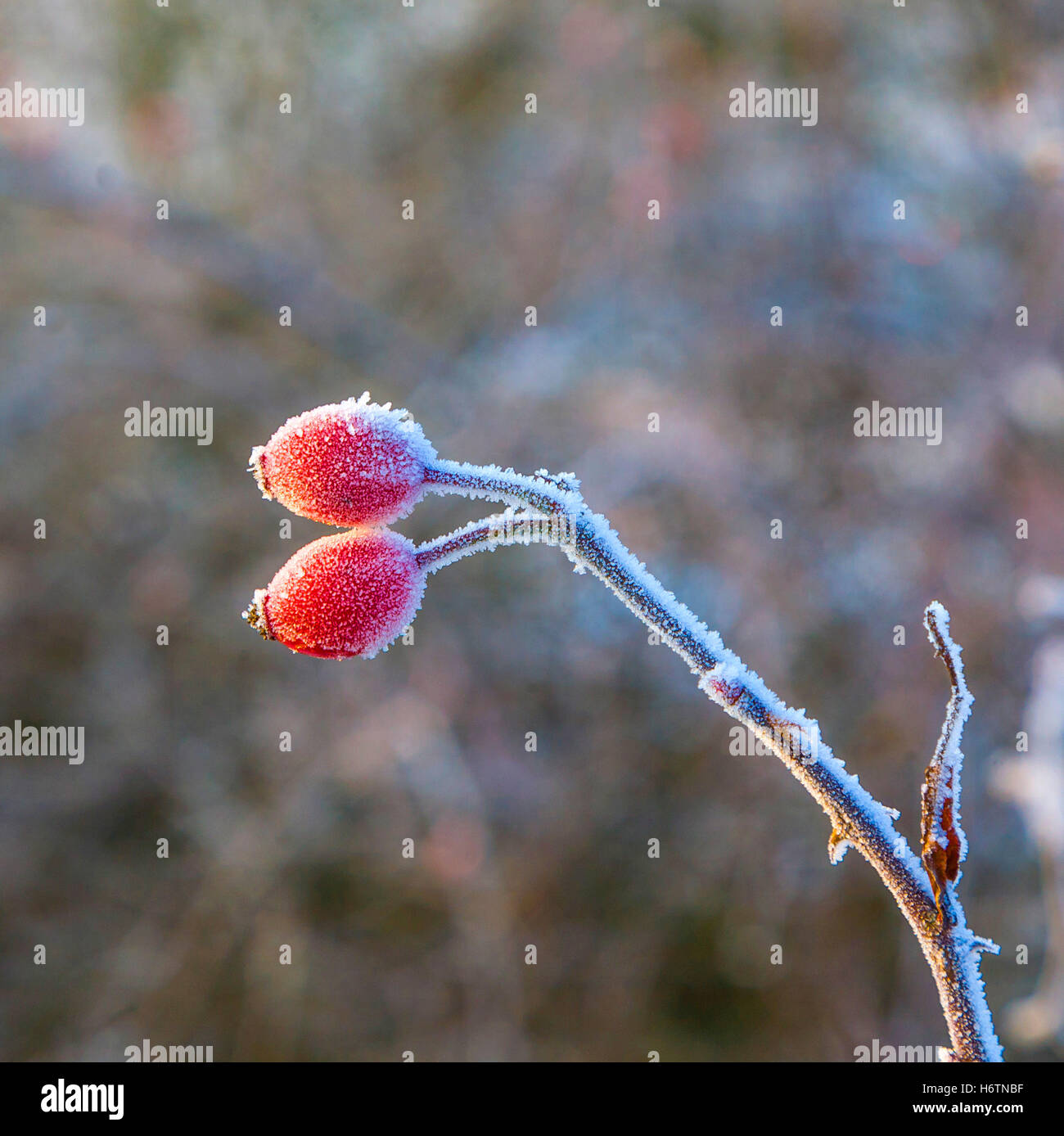 detail winter flower rose plant frost meditation hip backdrop ...