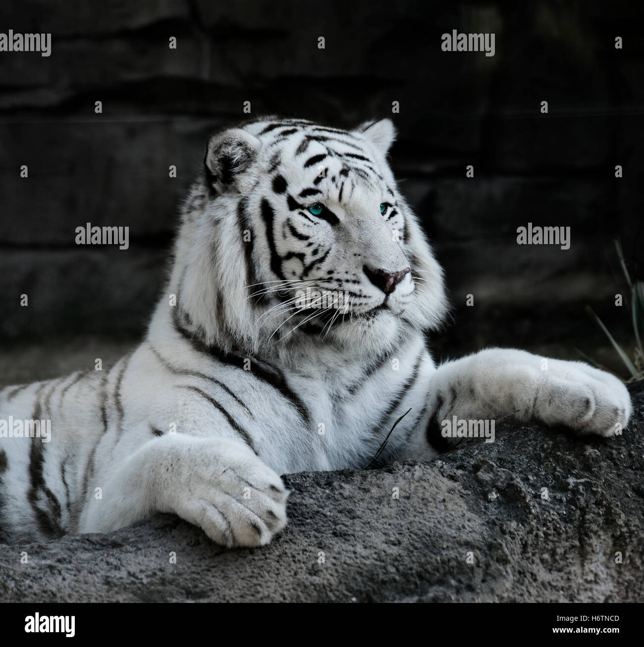 Wild animal wild animals fauna hi-res stock photography and images - Alamy