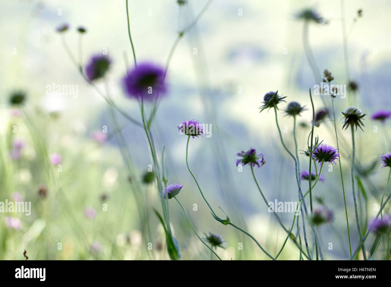 herb meadow in the alps Stock Photo - Alamy