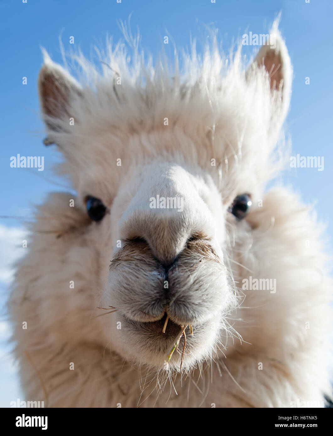 Sheared llama hi-res stock photography and images - Alamy
