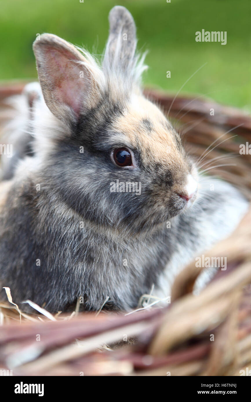 Lionhead dwarf rabbit hi-res stock photography and images - Alamy