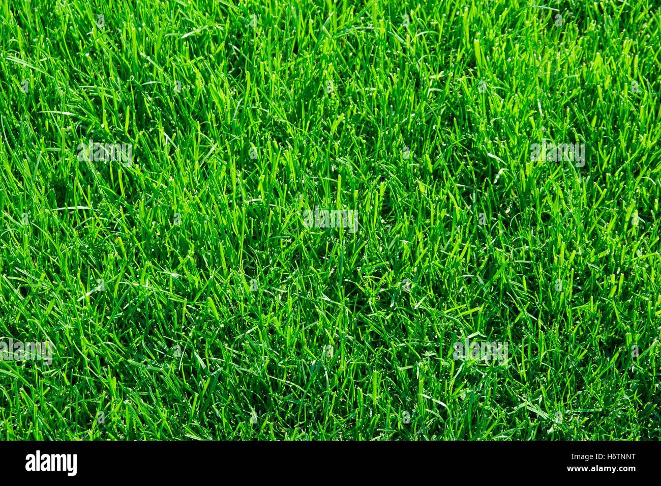 pattern organic meadow grass lawn green backdrop background texture ...