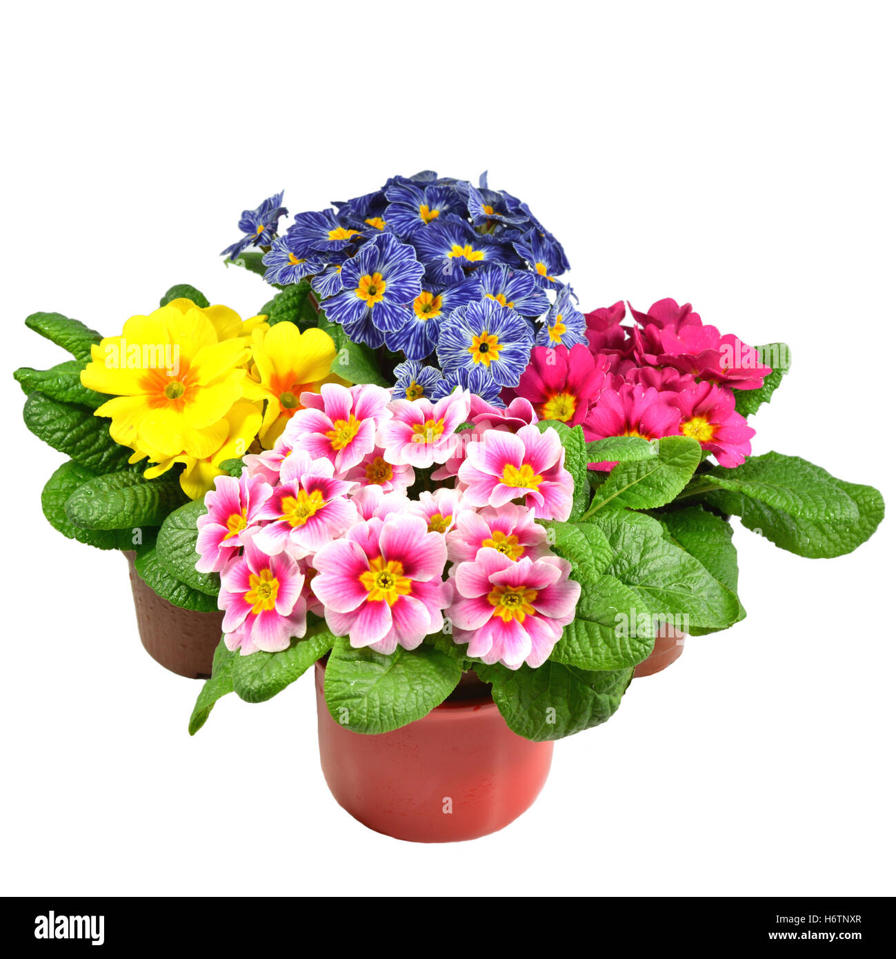 four primroses in flower pot Stock Photo - Alamy