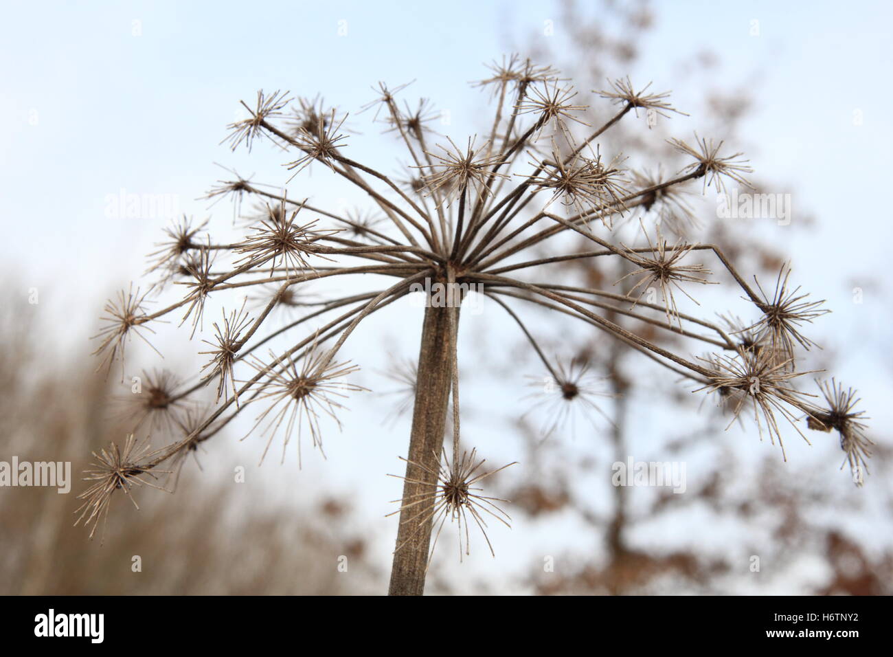 Dried grass hi-res stock photography and images - Alamy