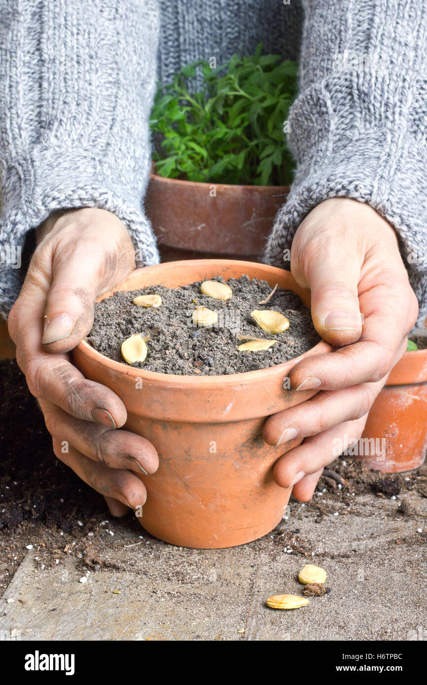 Seed tables hi-res stock photography and images - Alamy