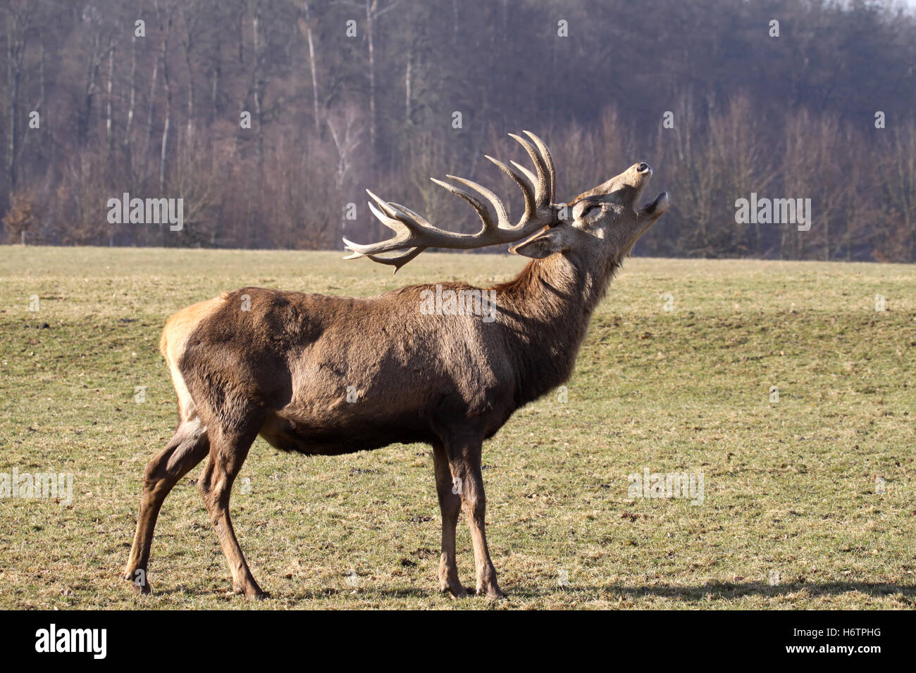 Brunft rothirsch hi-res stock photography and images - Alamy