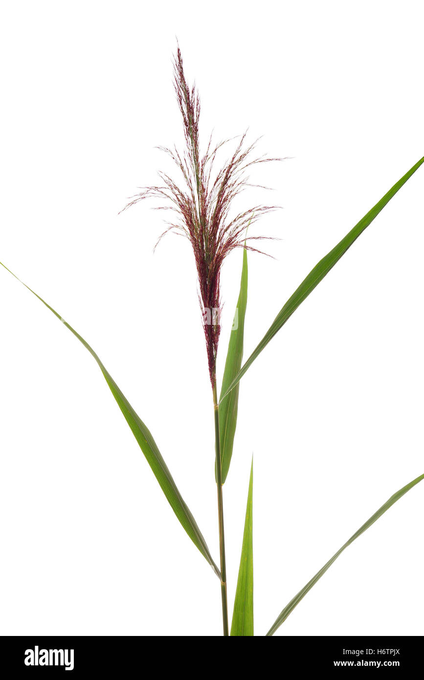 Tall reed plants Cut Out Stock Images & Pictures - Alamy