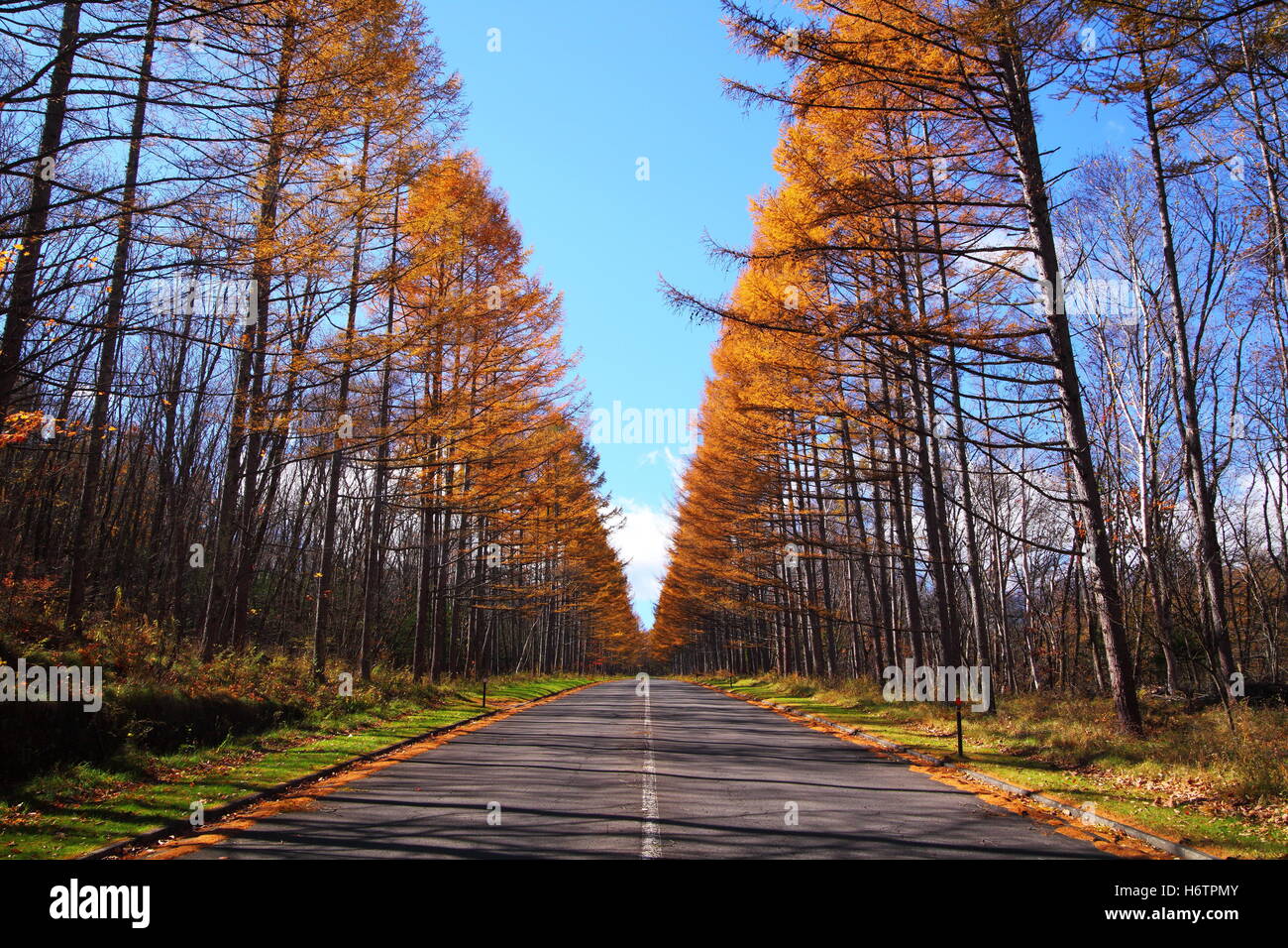 Asian forests hi-res stock photography and images - Alamy