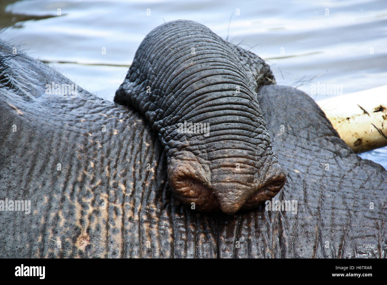 detail animal elephant tusk tame pictogram symbol pictograph trade ...