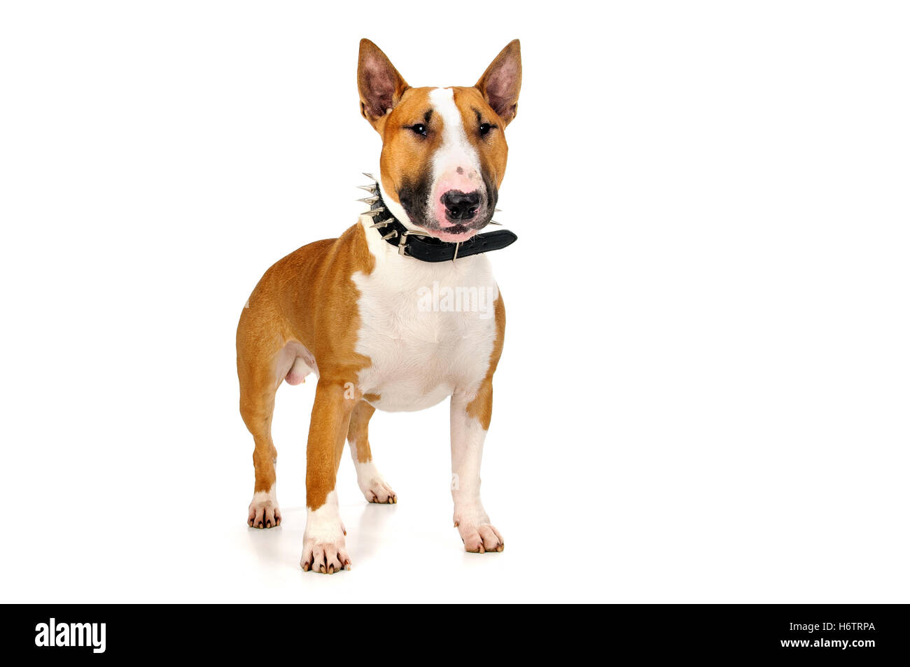 Respect for animals hi-res stock photography and images - Alamy