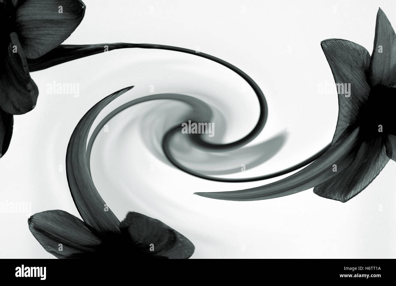 Aerial perspective flowers hi-res stock photography and images - Alamy