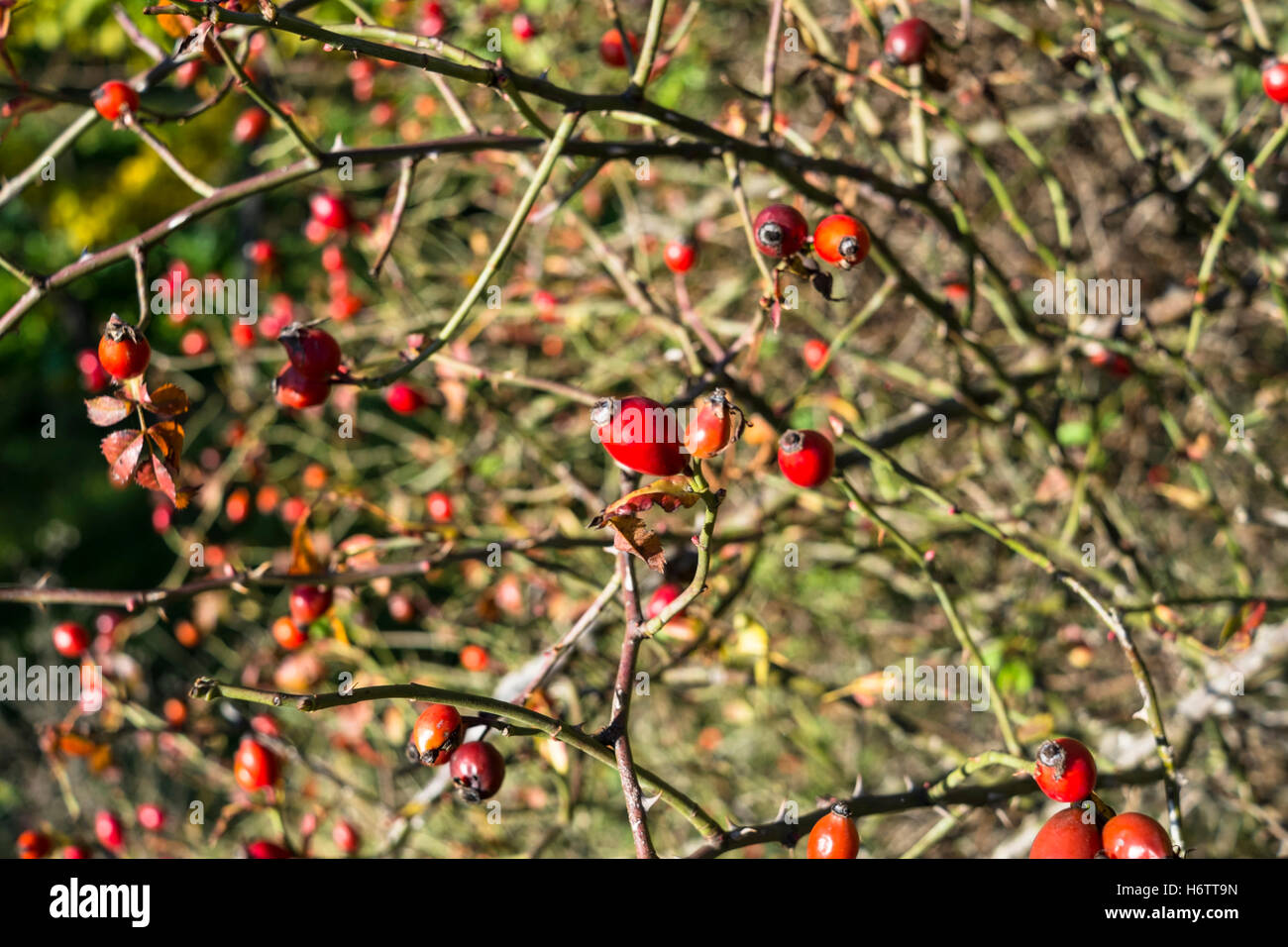 Rosehip hi-res stock photography and images - Alamy
