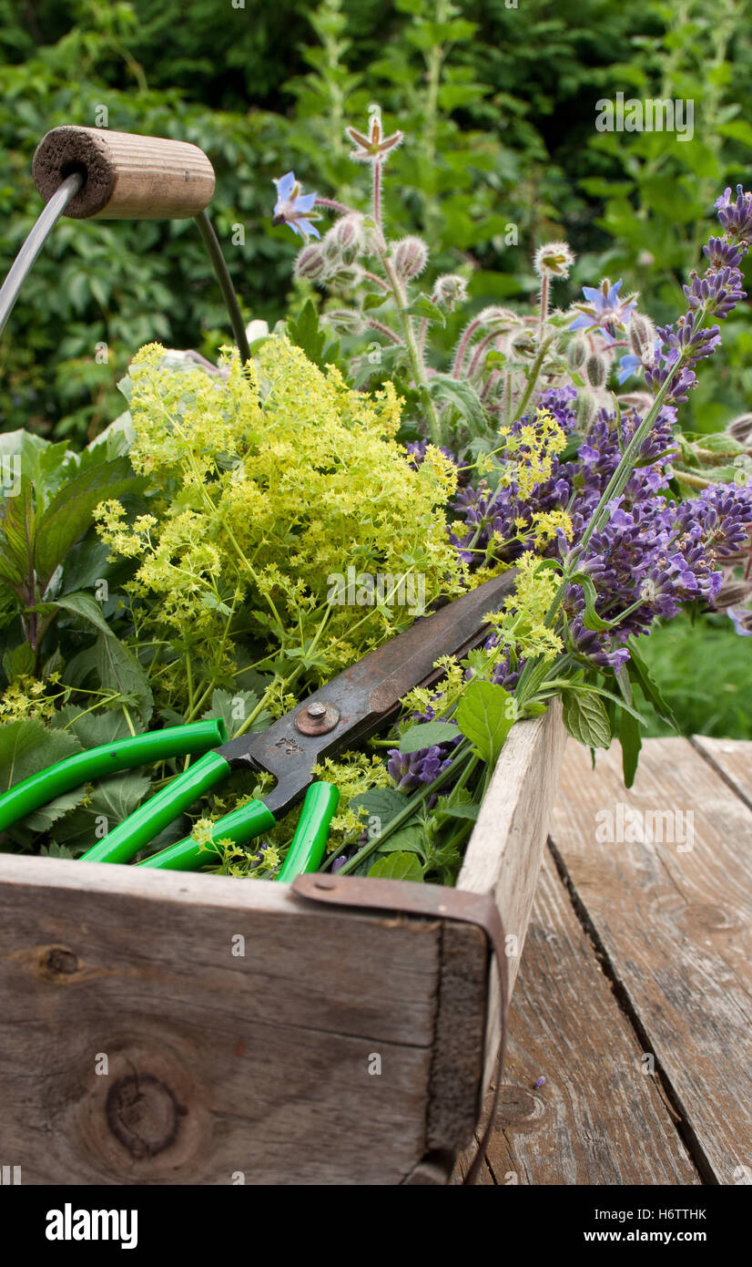 Herbs baskets hi-res stock photography and images - Alamy
