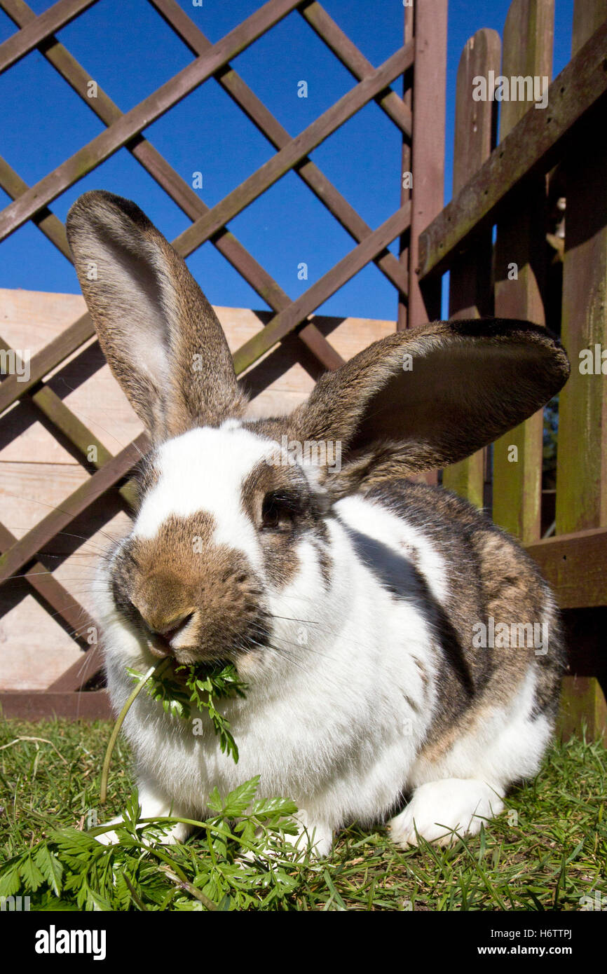 Hoppler hi-res stock photography and images - Alamy