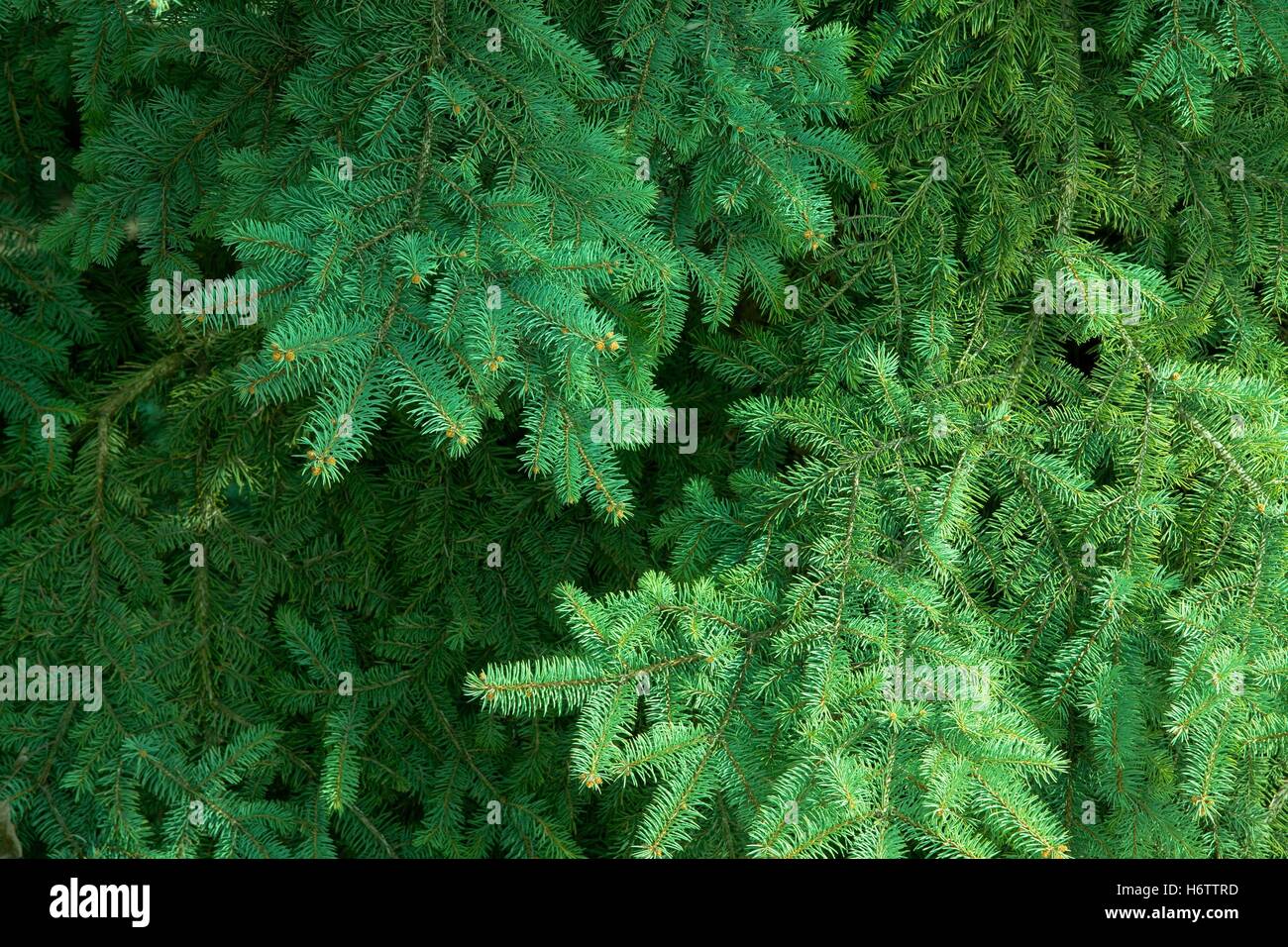 detail tree pine piece section segment part area backdrop background ...