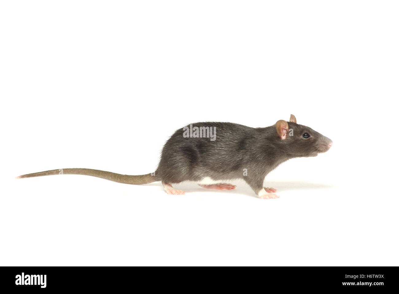 isolated closeup animal mammal pets rodent fur hairy shy nose tail ear ...