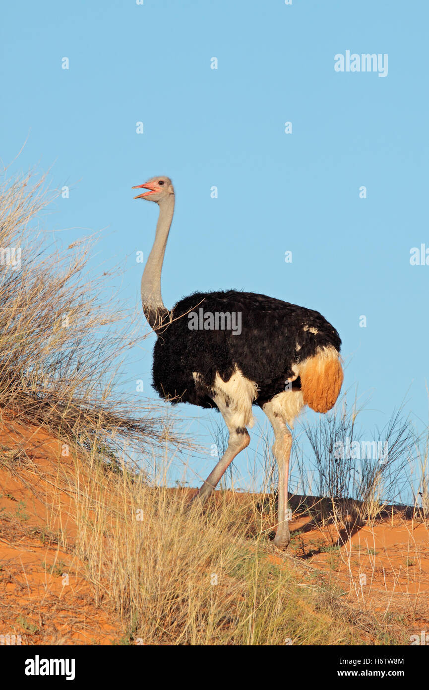 Large flightless birds of africa hi-res stock photography and images ...