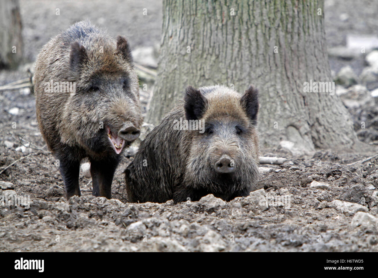 mammal wild wild boar pig wild animal wild boars mammal wild dirt mud ...