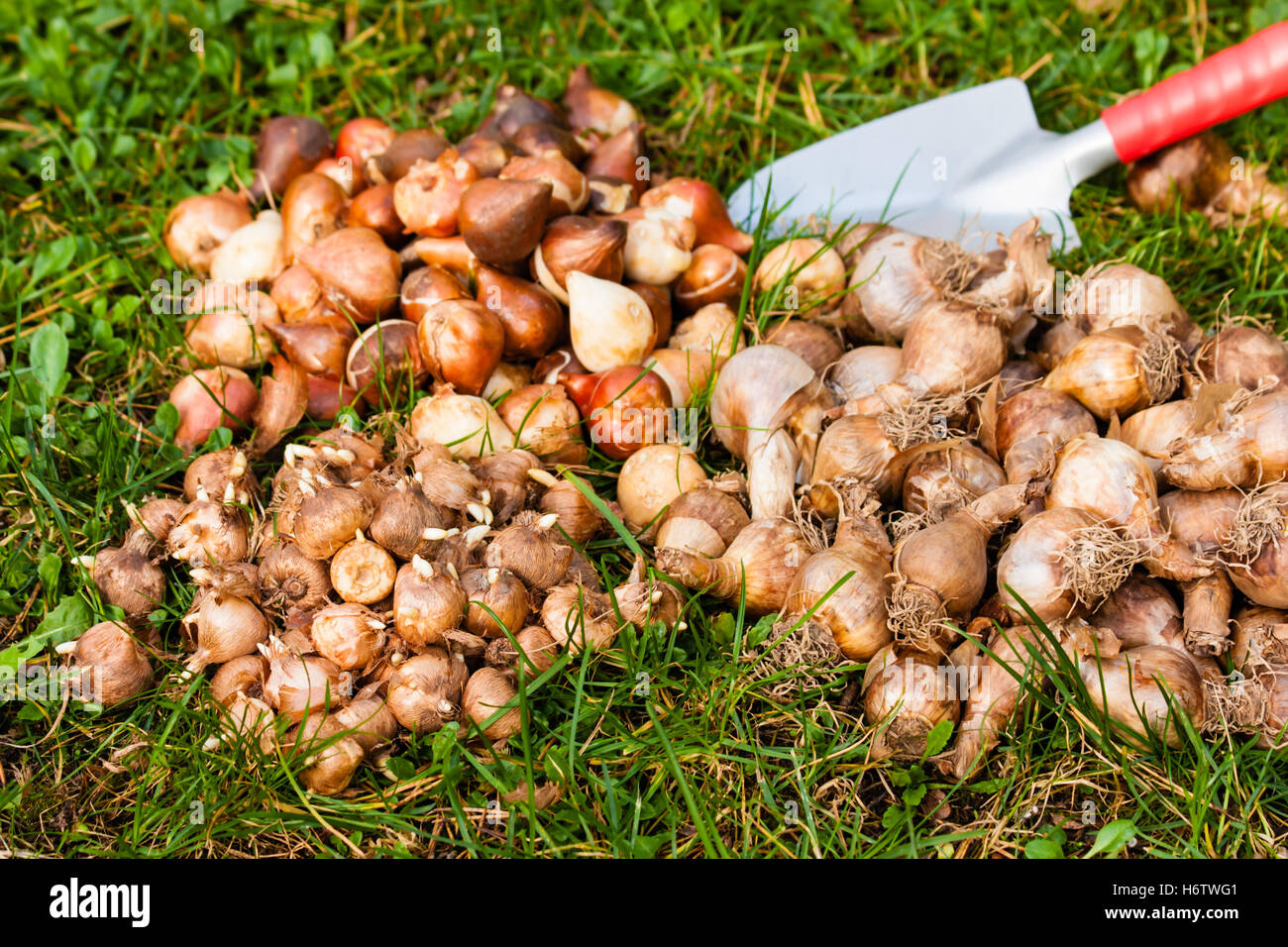 Plant bulbs in grass hi-res stock photography and images - Alamy