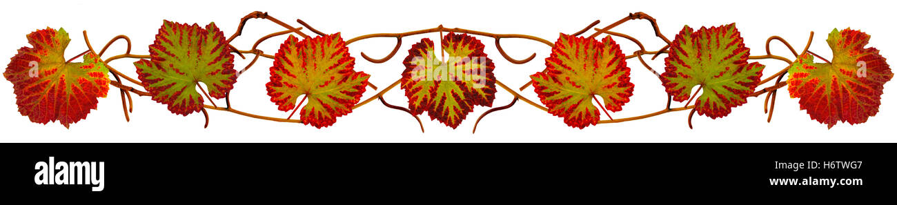 strips of vine leaves Stock Photo - Alamy