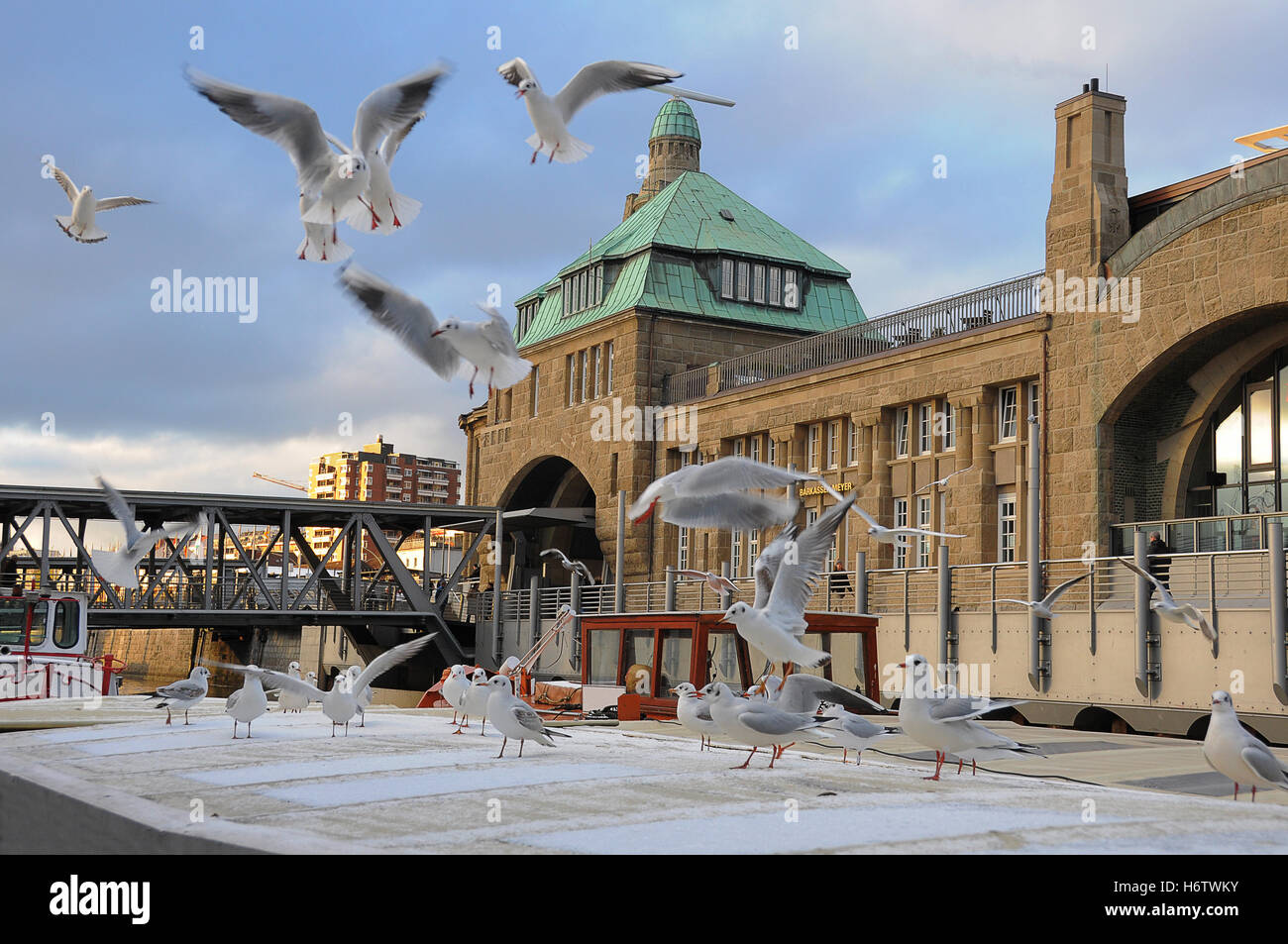 bird, navigation, seafaring, birds, seagulls, gulls, sailing boat ...