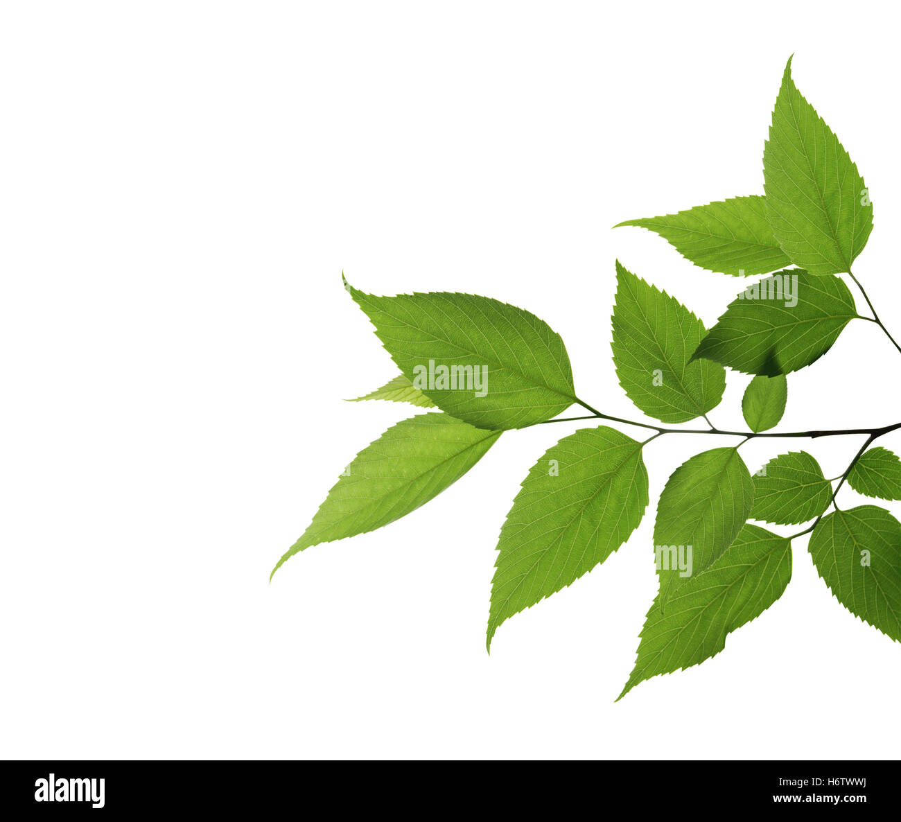 Green objects Cut Out Stock Images & Pictures - Alamy