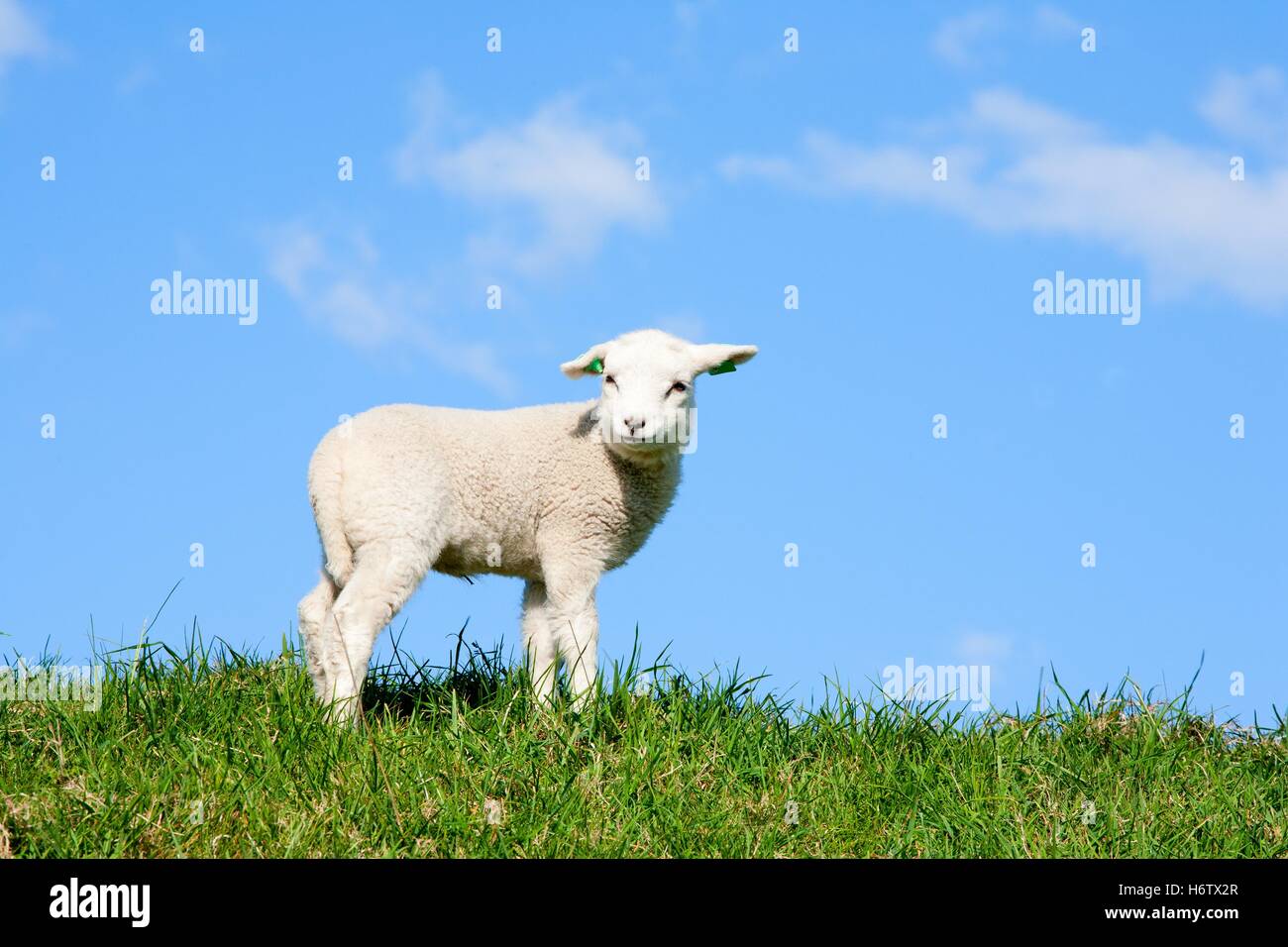 animal mammal agriculture farming field sheep spring bouncing bounces ...