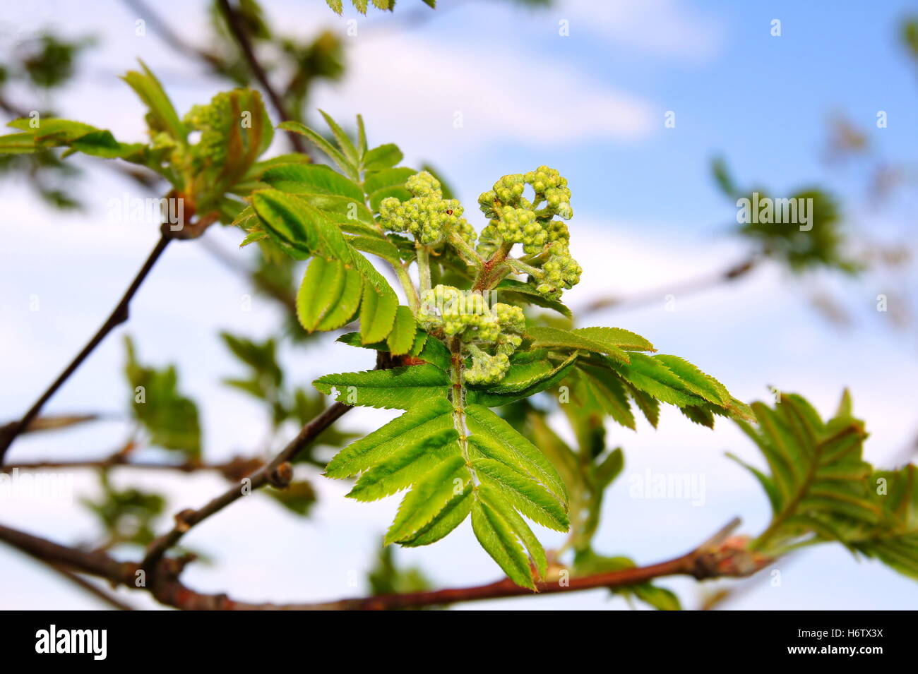 Eschenart hi-res stock photography and images - Alamy