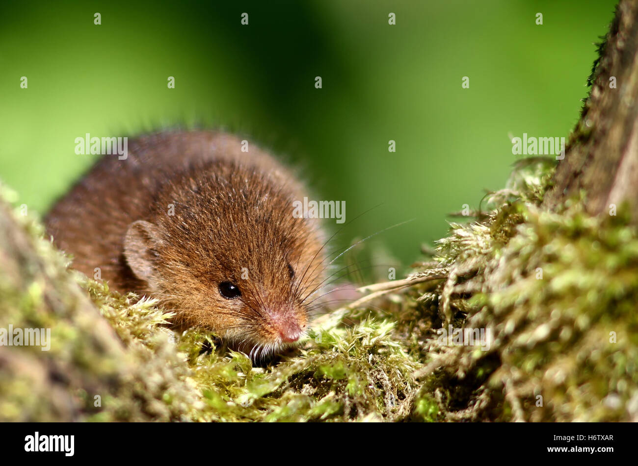 the vole (microtus arvalis Stock Photo - Alamy