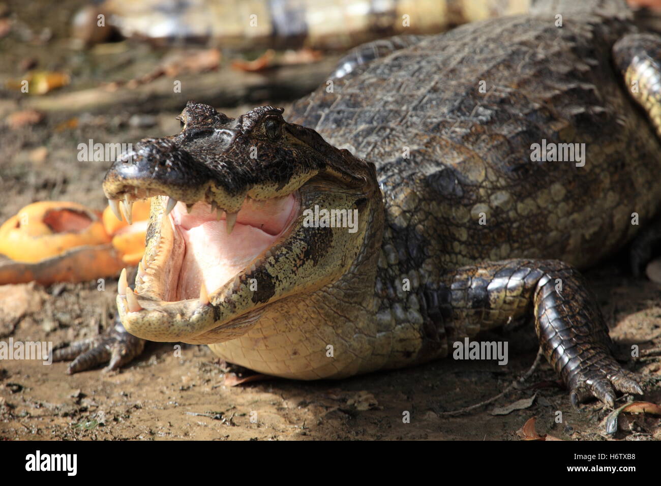 Alligator bolivia hi-res stock photography and images - Alamy