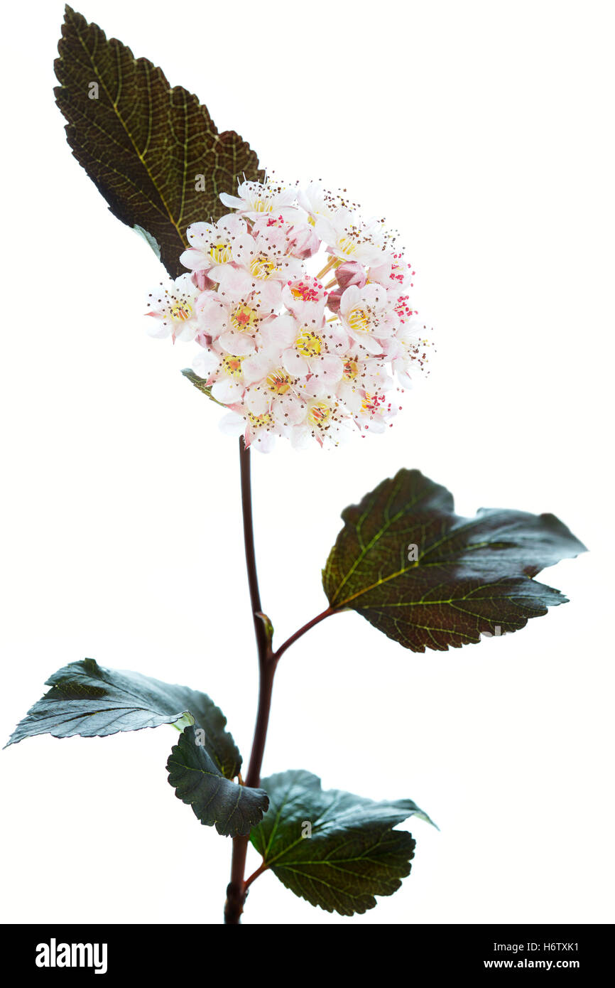 Flourish flowers hi-res stock photography and images - Alamy