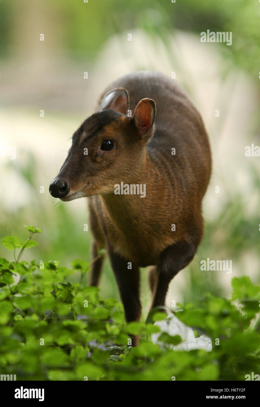 Chinese muntjac china hi-res stock photography and images - Alamy