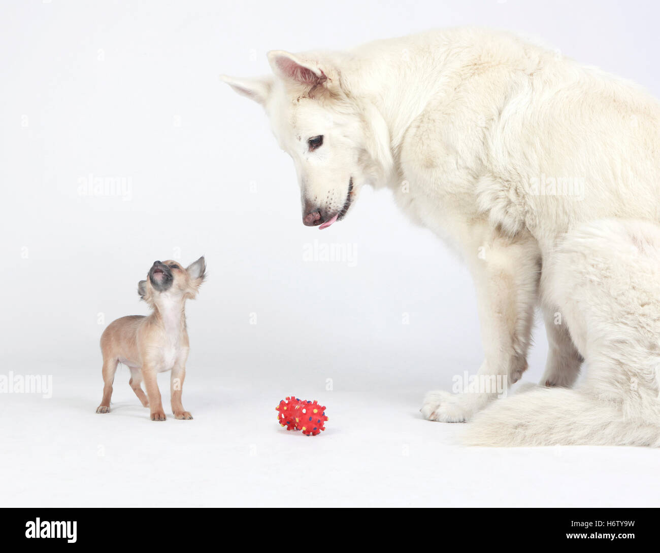 Animals reared hi-res stock photography and images - Alamy