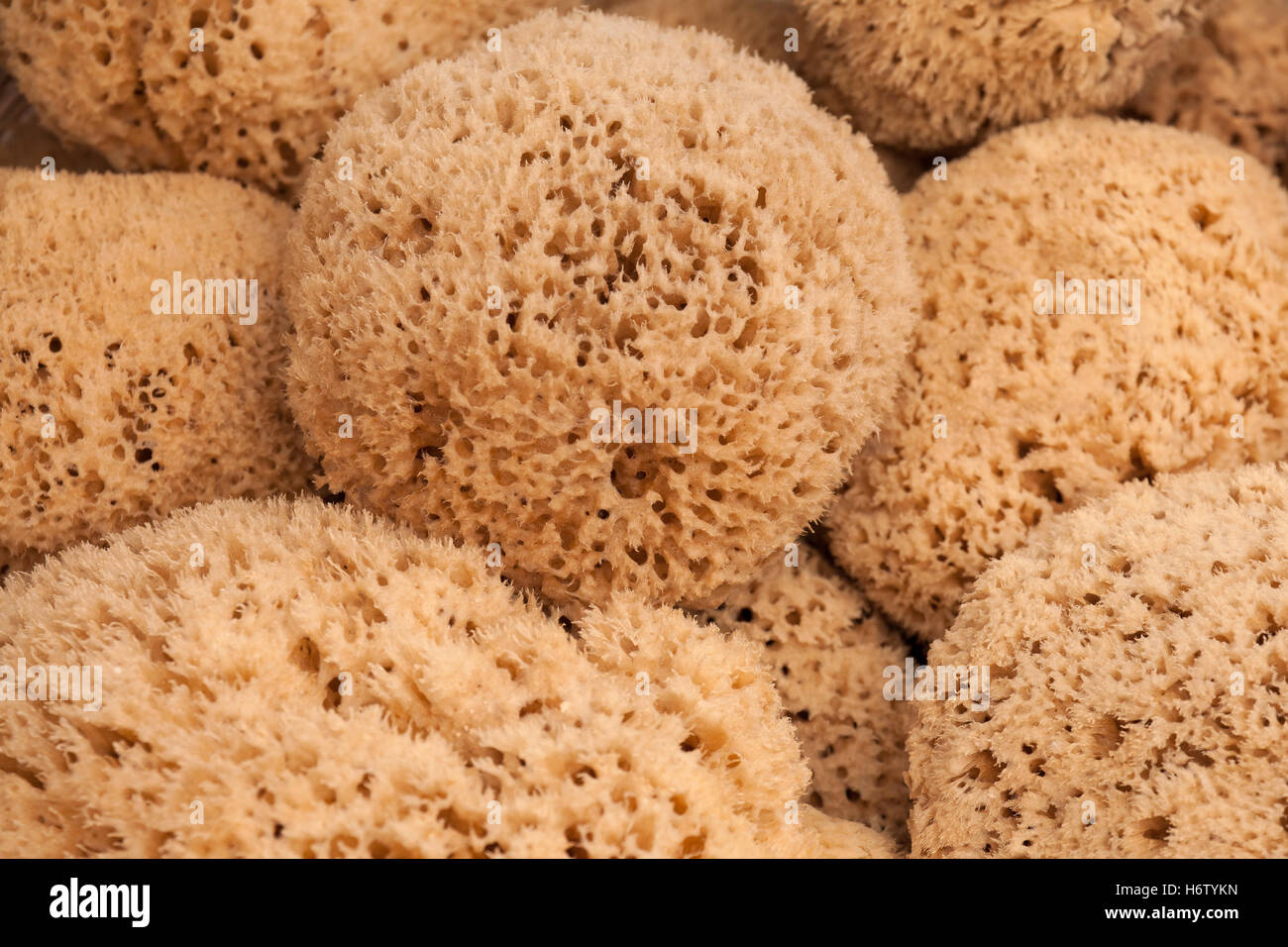 several natural sponges Stock Photo - Alamy