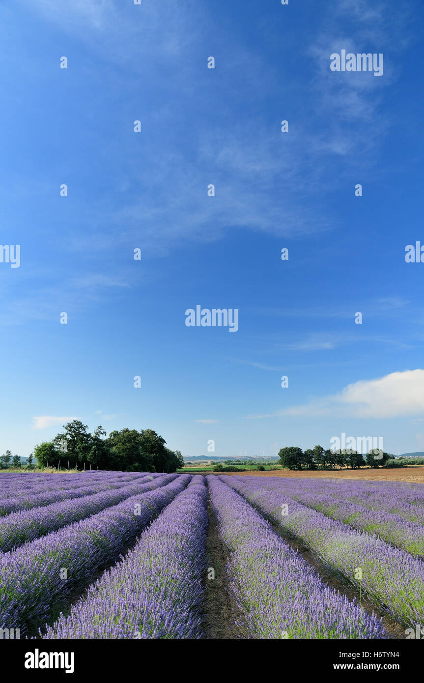 Nice plants ground natural hi-res stock photography and images - Alamy