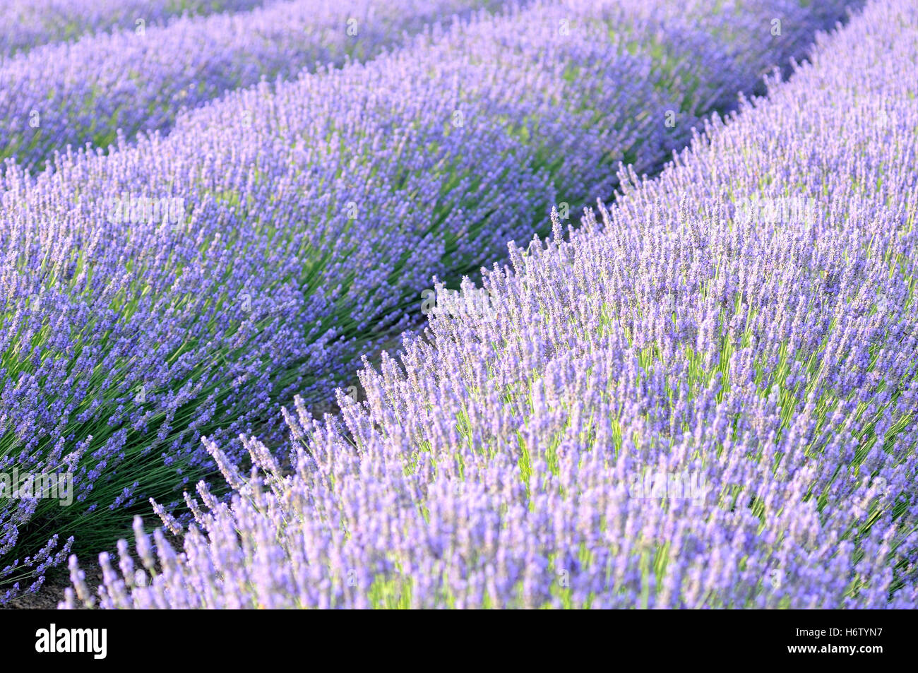 T angustifolia hi-res stock photography and images - Alamy