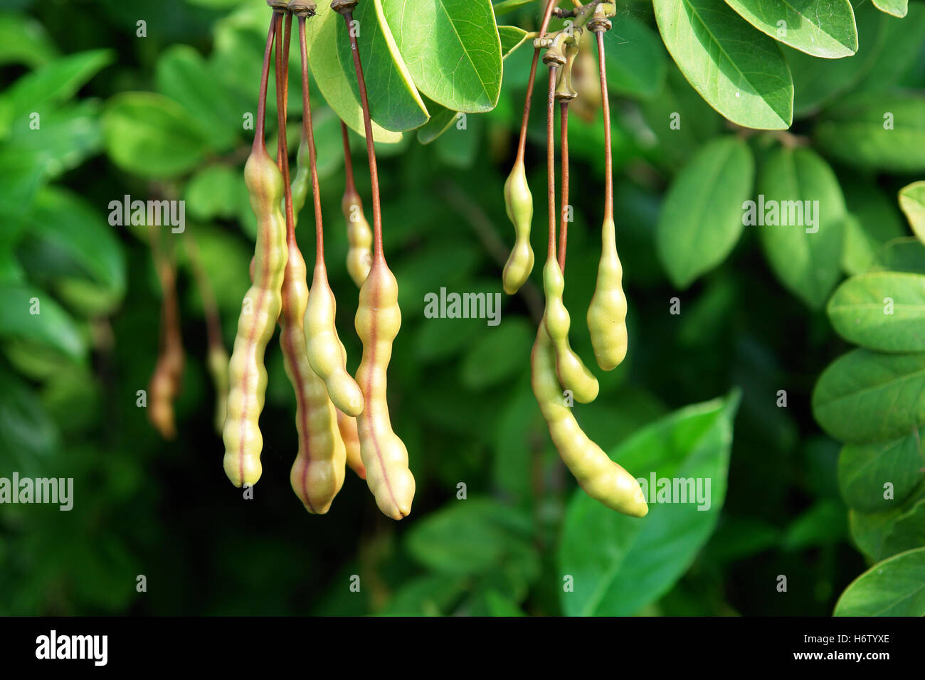 Boiling peanuts hi-res stock photography and images - Alamy