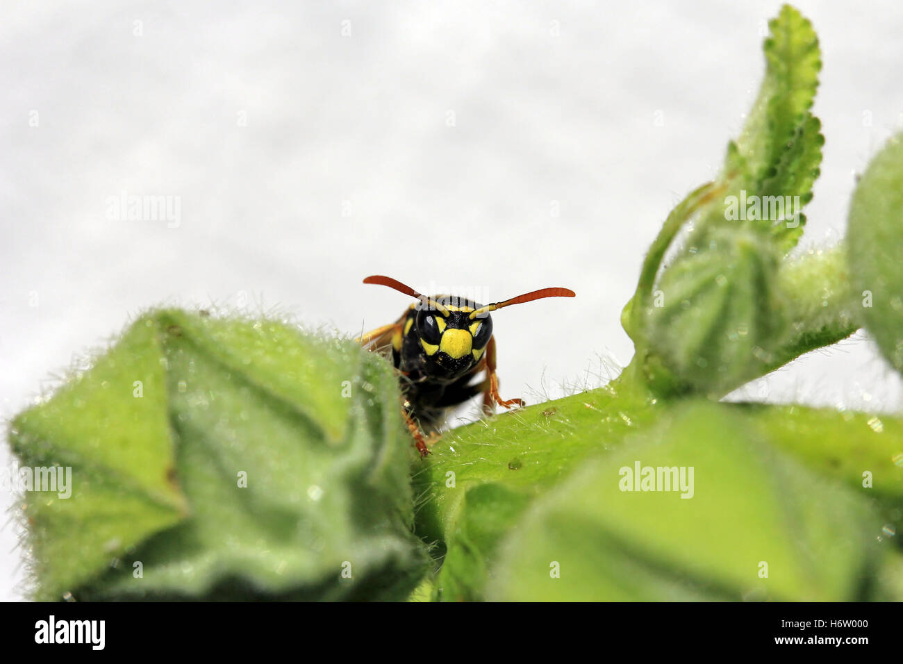 Watching insects hi-res stock photography and images - Alamy