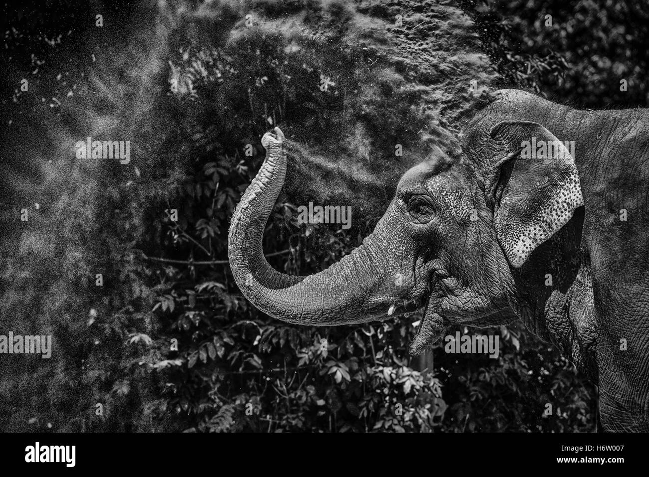 elephant dust sands sand trunk big large enormous extreme powerful ...
