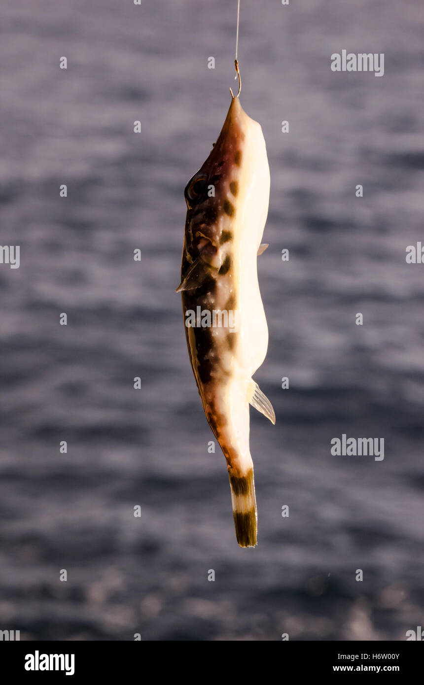 One Sea Fish Hooked Stock Photo - Alamy