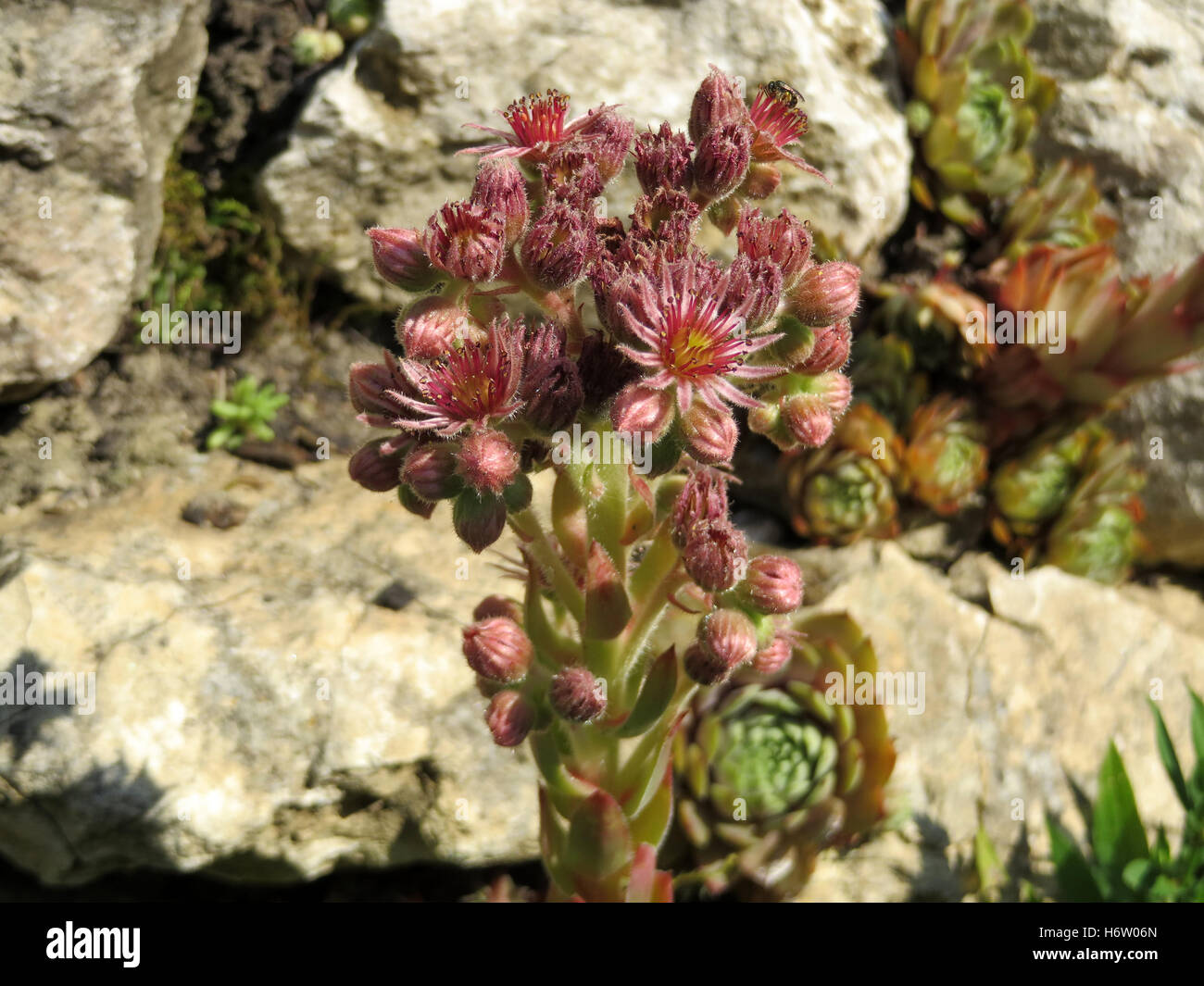 houseleek - sempervivum tectorum Stock Photo - Alamy