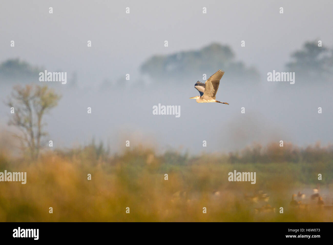 German birds hi-res stock photography and images - Alamy