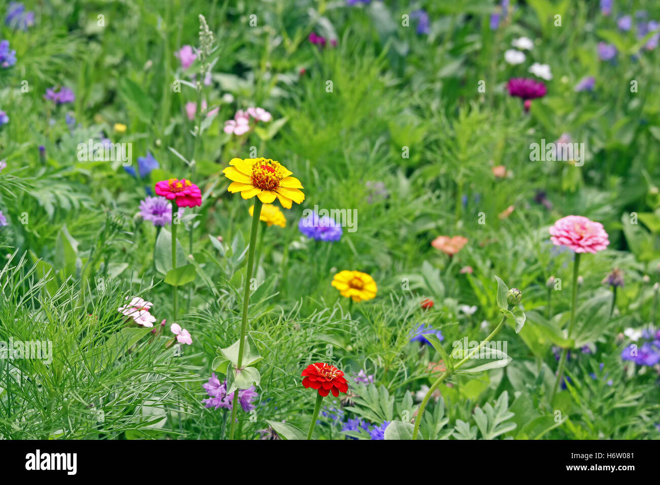 Plants and flowers hi-res stock photography and images - Alamy