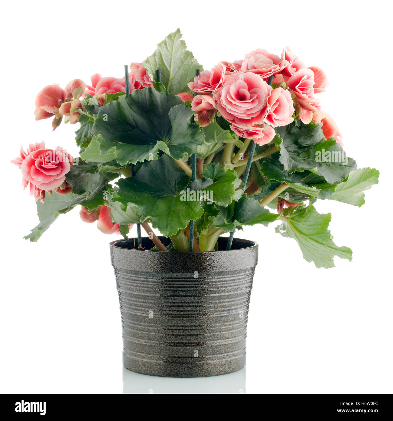 Nice plants hi-res stock photography and images - Alamy